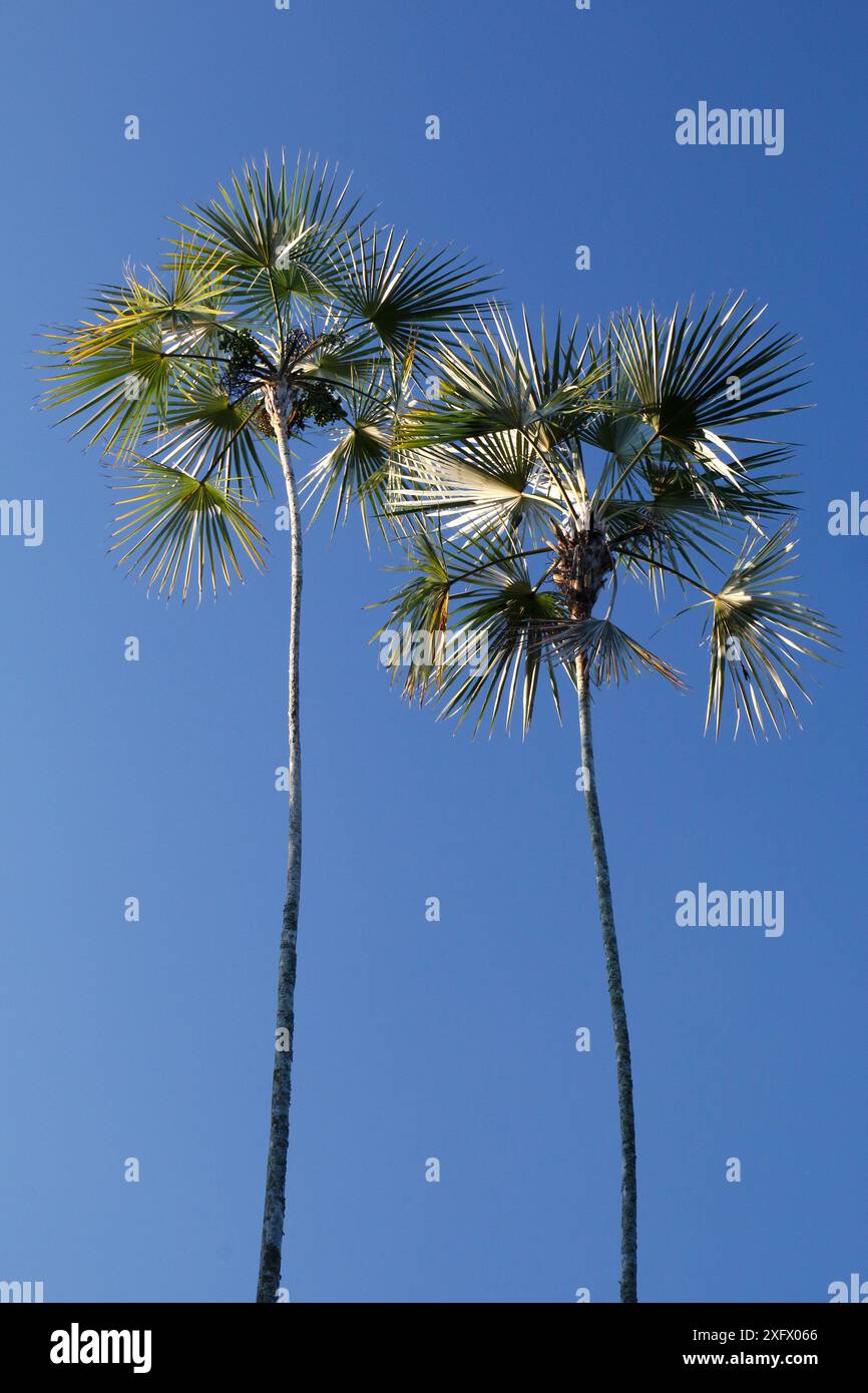 Hispaniola silver thatch palm (Coccothrinax argentea), Hispaniola Stock ...
