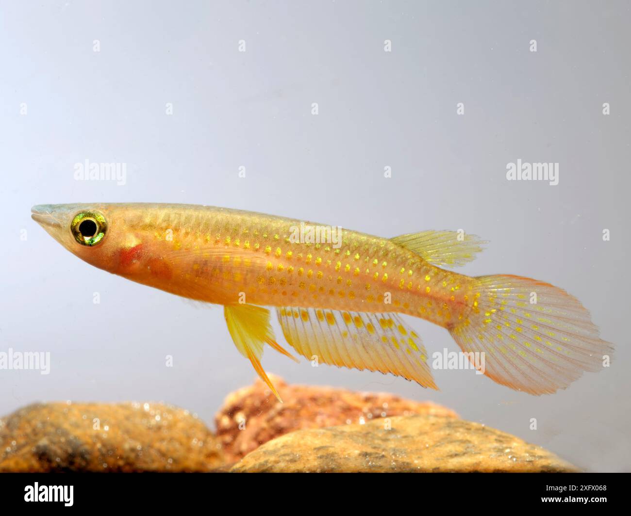 Aplocheilus hi-res stock photography and images - Alamy