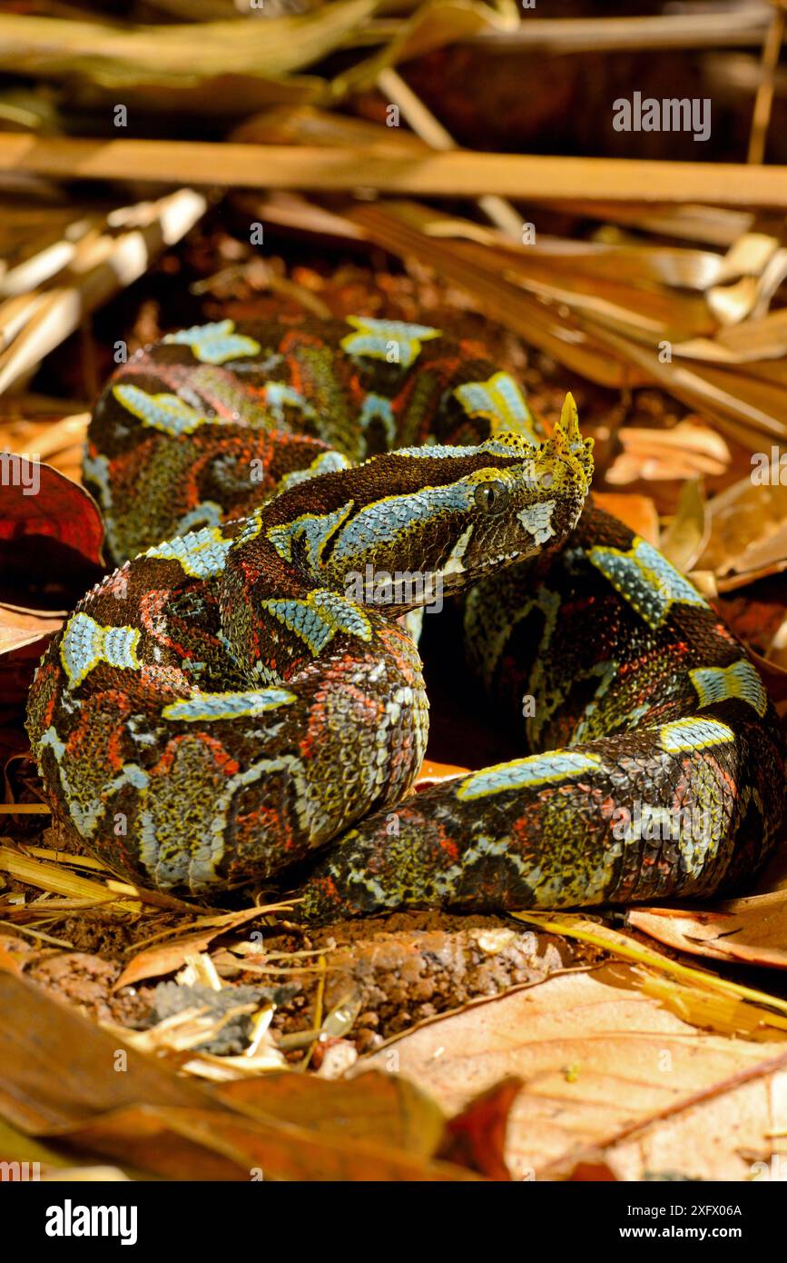Butterfly / Rhinoceros viper (Bitis nasicornis). Captive. Occurs in ...