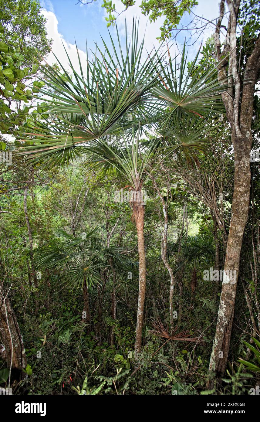 Coccothrinax montana hi-res stock photography and images - Alamy