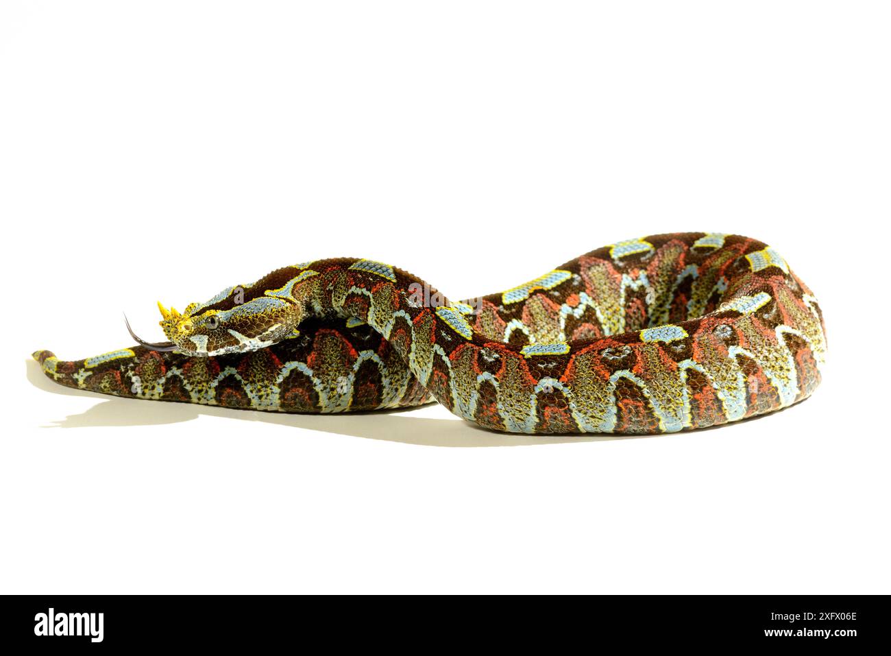 Butterfly / Rhinoceros viper (Bitis nasicornis). Captive. Occurs in ...