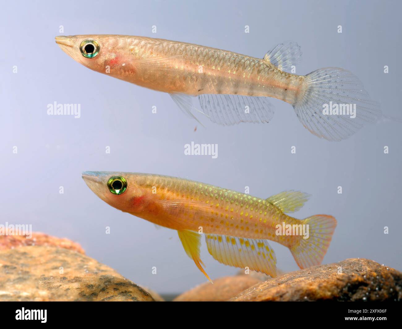 Striped panchax (Aplocheilus lineatus) in aquarium. Occurs in India and ...