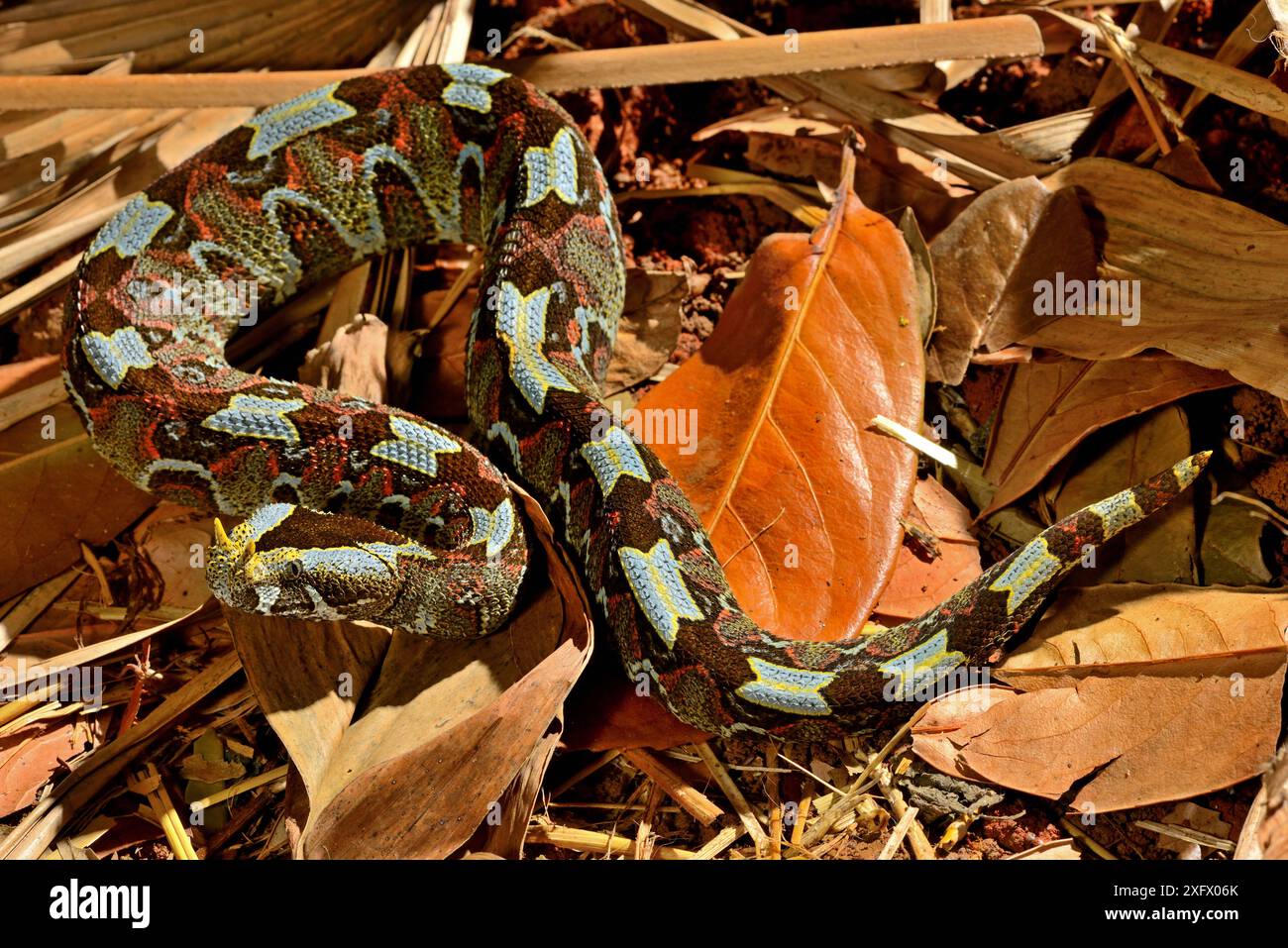 Butterfly / Rhinoceros viper (Bitis nasicornis) in leaf litter. Captive ...