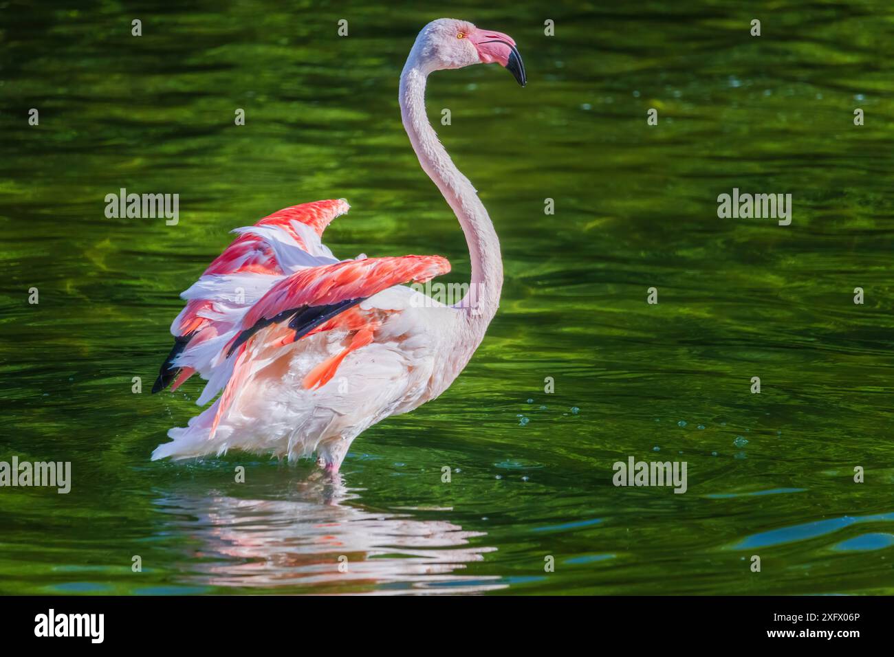 A flamingo is standing in a body of water, with its wings spread out ...