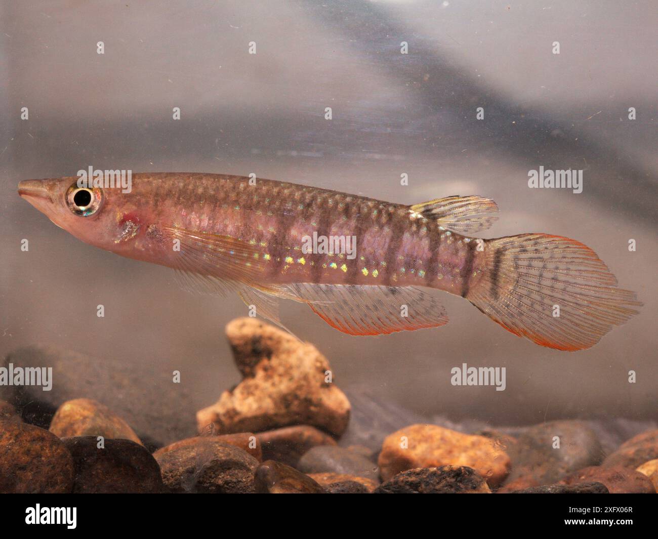 Striped panchax (Aplocheilus lineatus) in aquarium. Occurs in India and ...