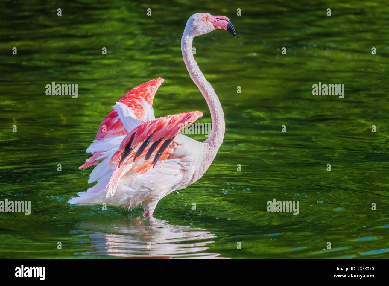 A flamingo is standing in a body of water, with its wings spread out ...