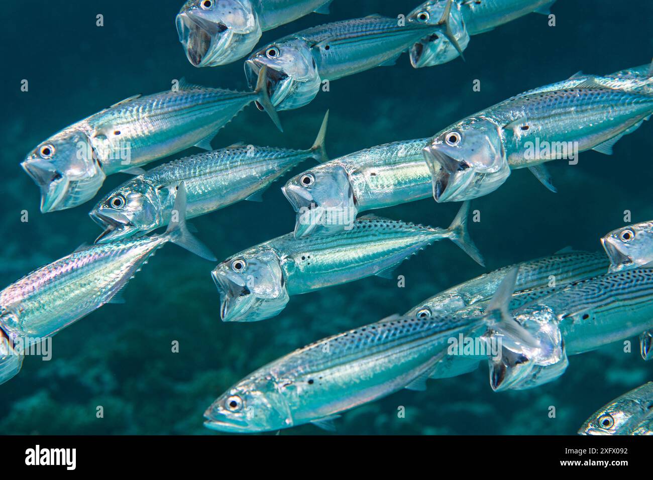 Open mouths hi-res stock photography and images - Alamy