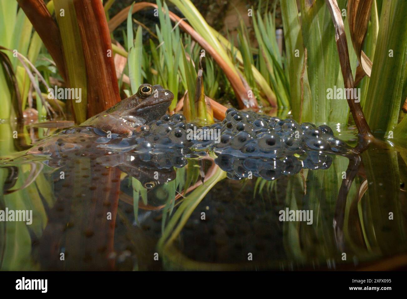 Common frog in profile hi-res stock photography and images - Alamy