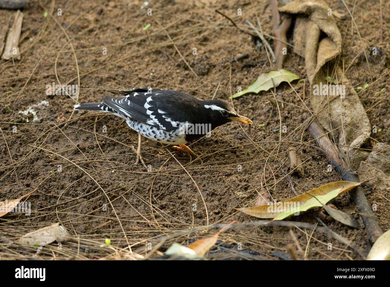 Pied ground thrush (Geokichla wardii) male, Sri Lanka Stock Photo - Alamy