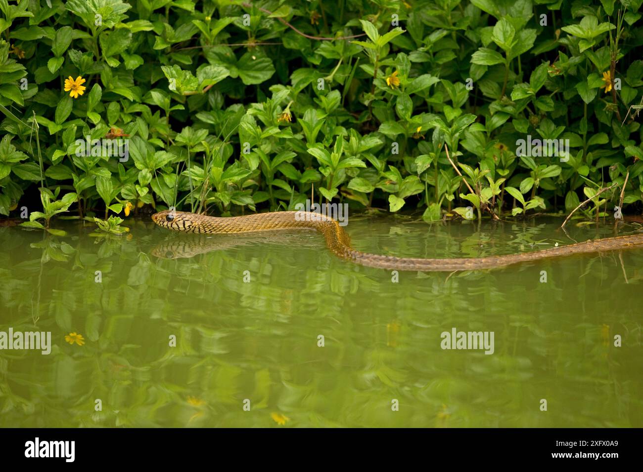 Oriental rat snake (Ptyas mucosa) in water, Sri Lanka Stock Photo - Alamy