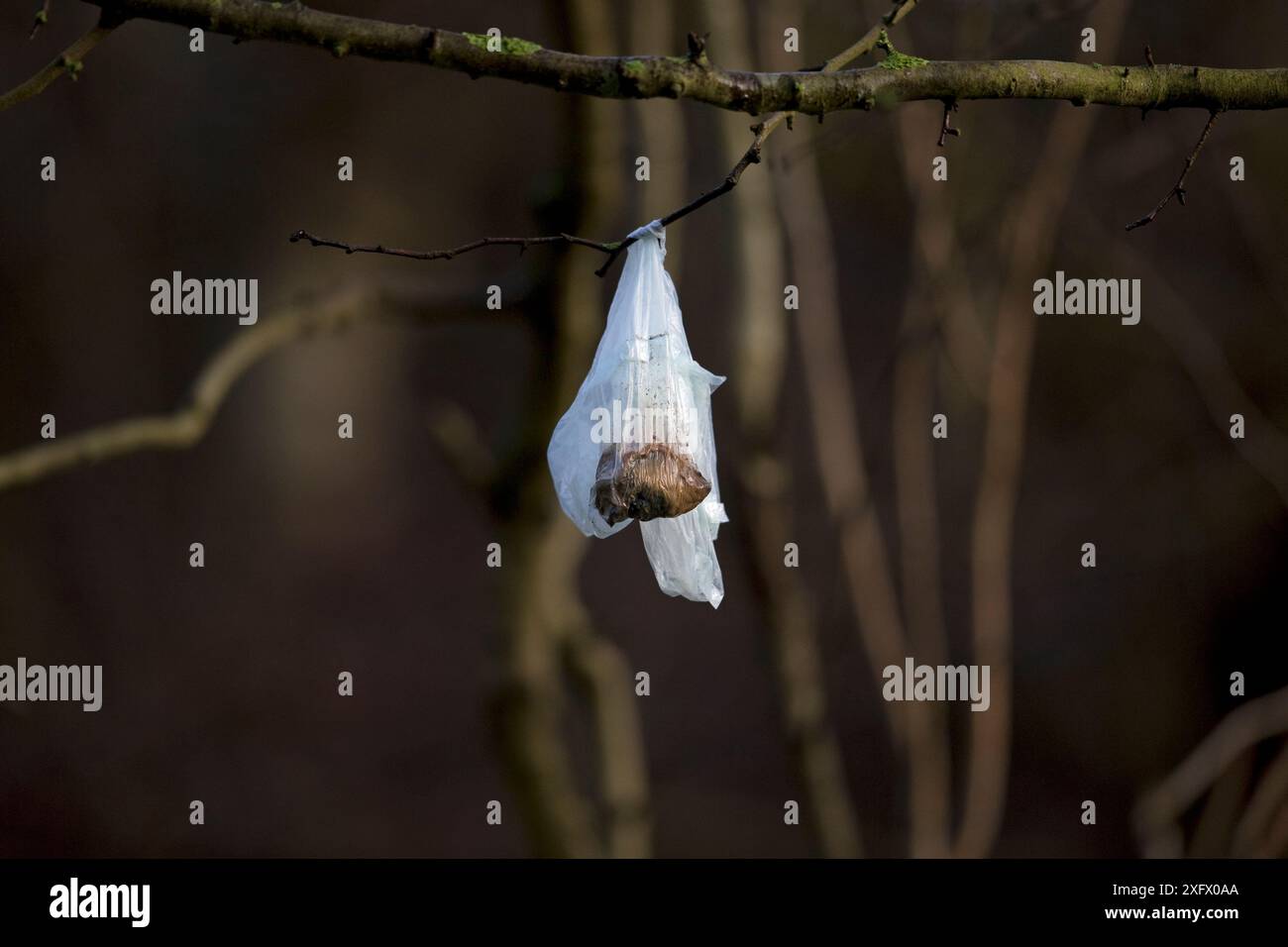 Dog poo bag hanging from tree, Norfolk, England, UK. January 2018 Stock ...