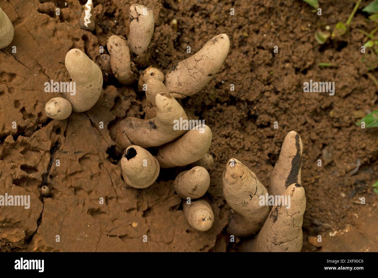 Dead man's finger fungus (Xylaria polymorpha), Sri Lanka Stock Photo ...