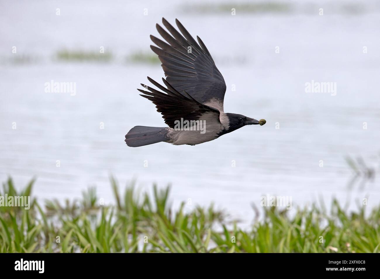 Hooded crow (Corvus cornix) in flight with snail in bill, Romania. May ...