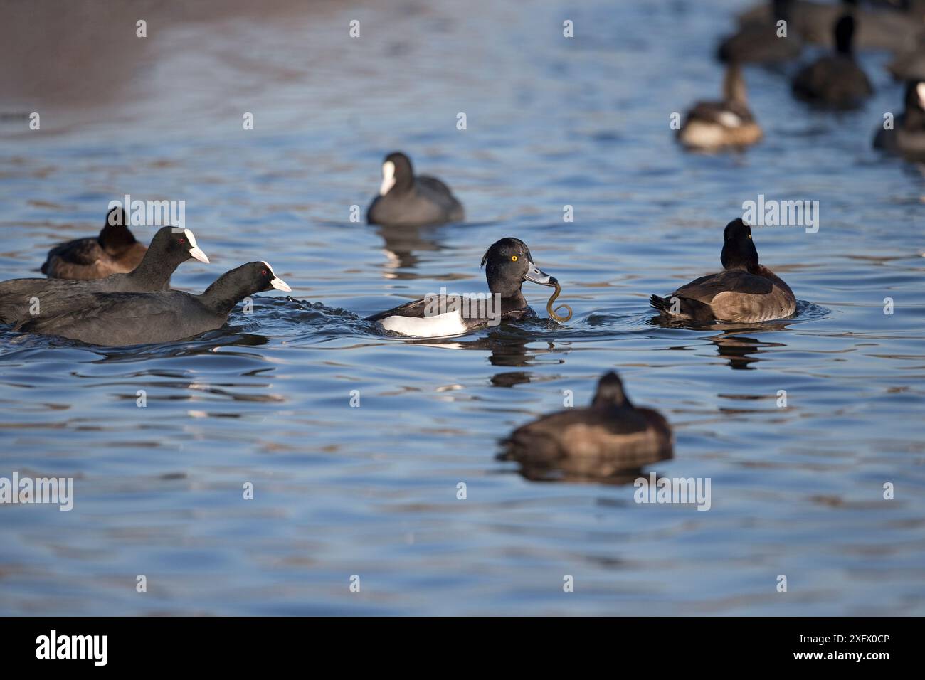 Fish eating duck hi-res stock photography and images - Alamy