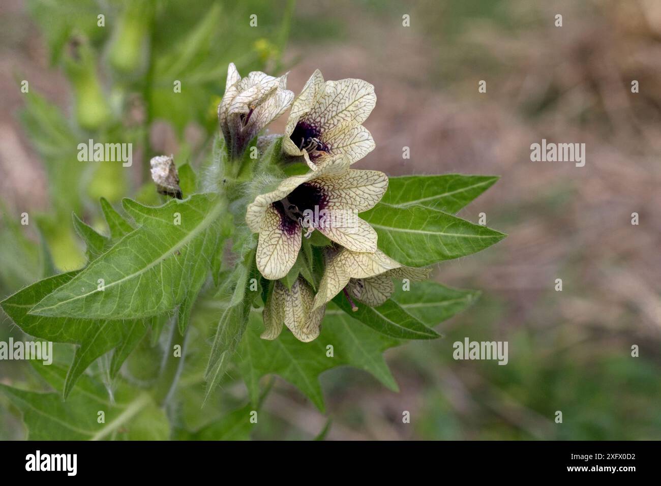 Hyoscyamus agrestis hi-res stock photography and images - Alamy