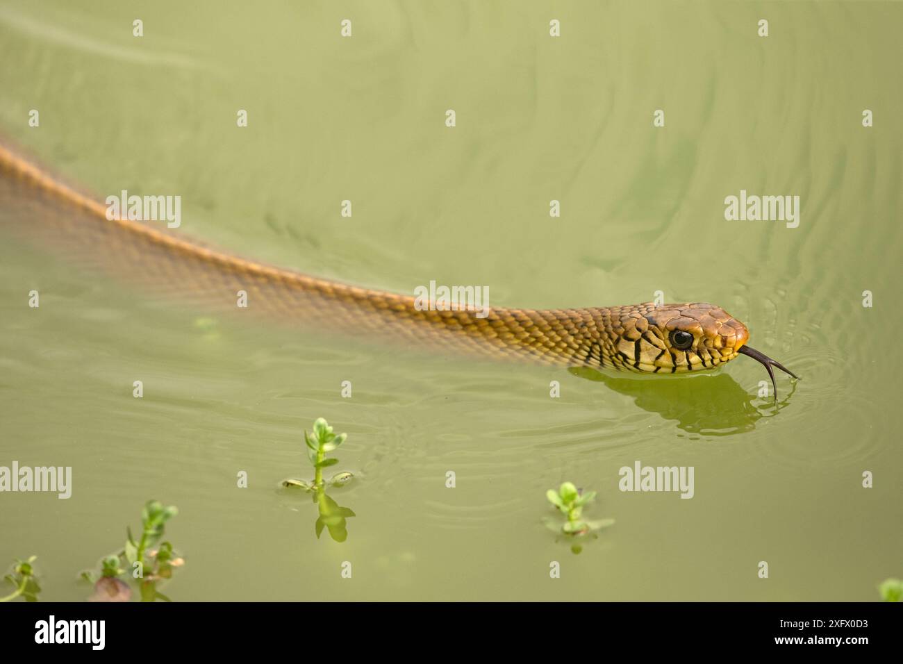 Oriental rat snake (Ptyas mucosa) swimming, Sri Lanka Stock Photo - Alamy