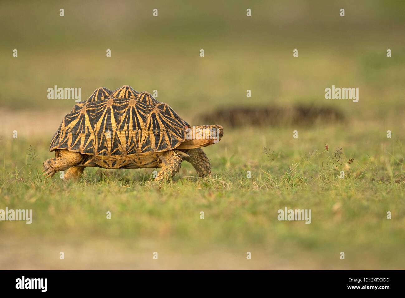 Indian star tortoise turtle hi-res stock photography and images - Alamy