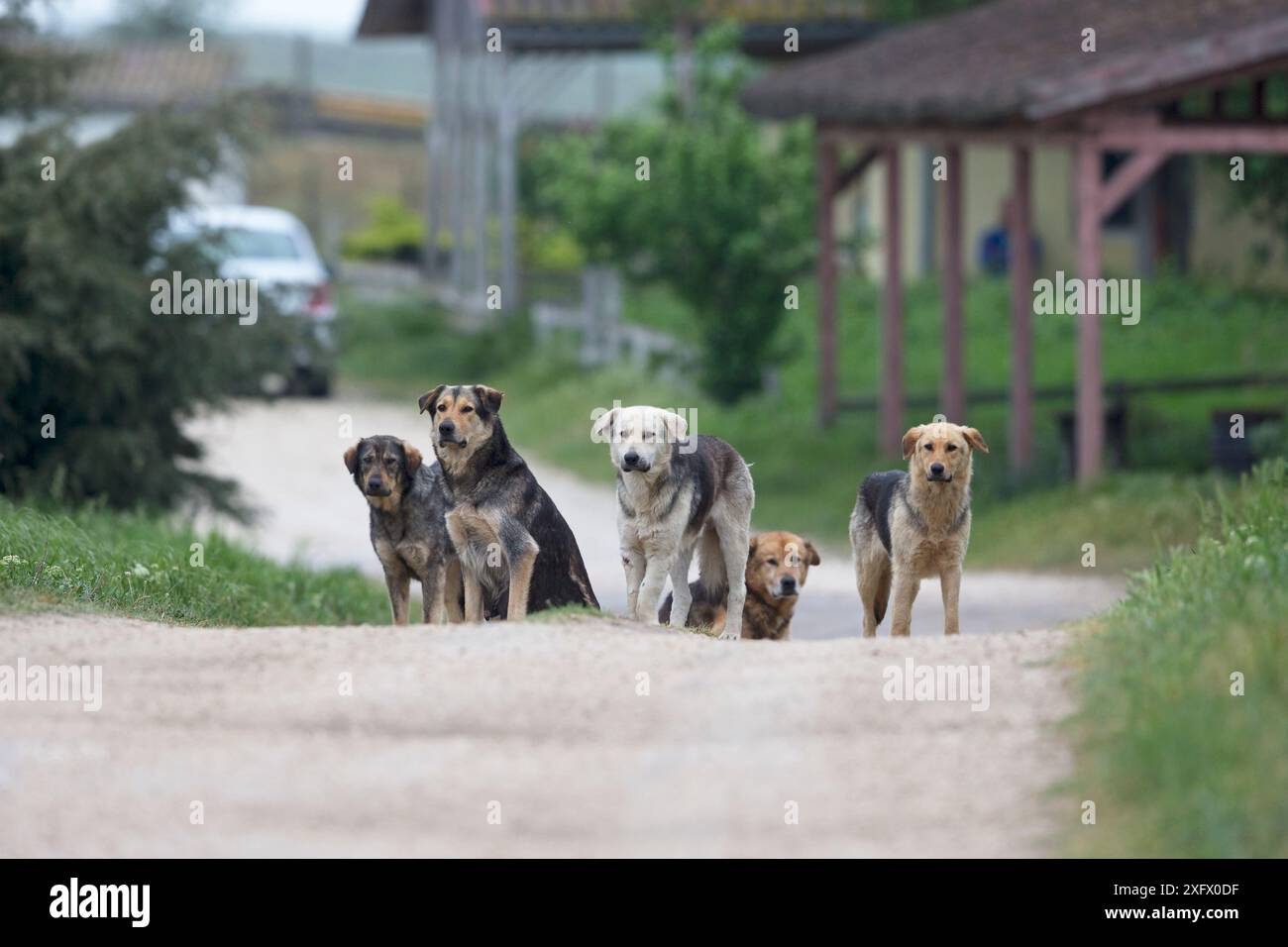 Street dogs (Canis familiaris) pack, Romania. May 2018 Stock Photo - Alamy