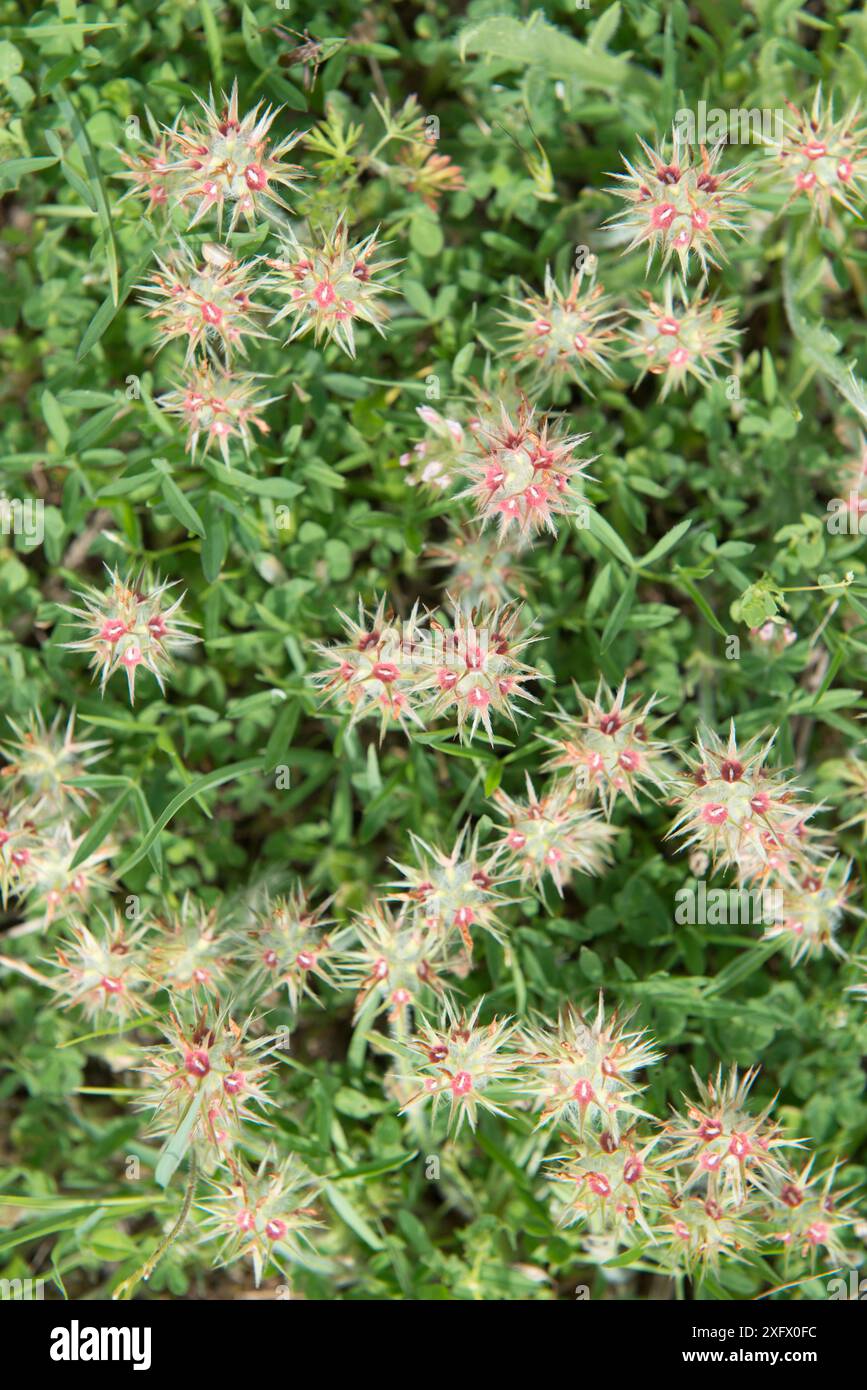 Trifolium stellatum and seed hi-res stock photography and images - Alamy