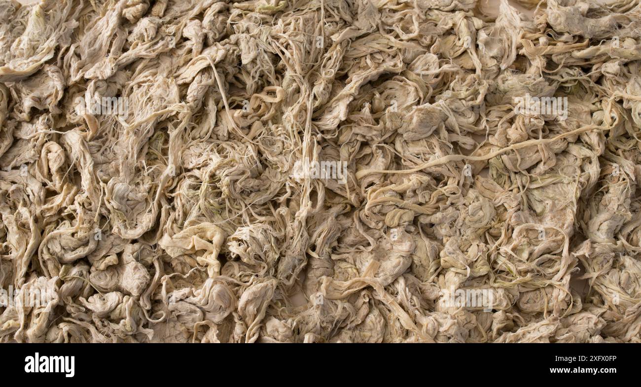 Fibres of Paper mulberry (Broussonetia papyrifera) used for traditional ...