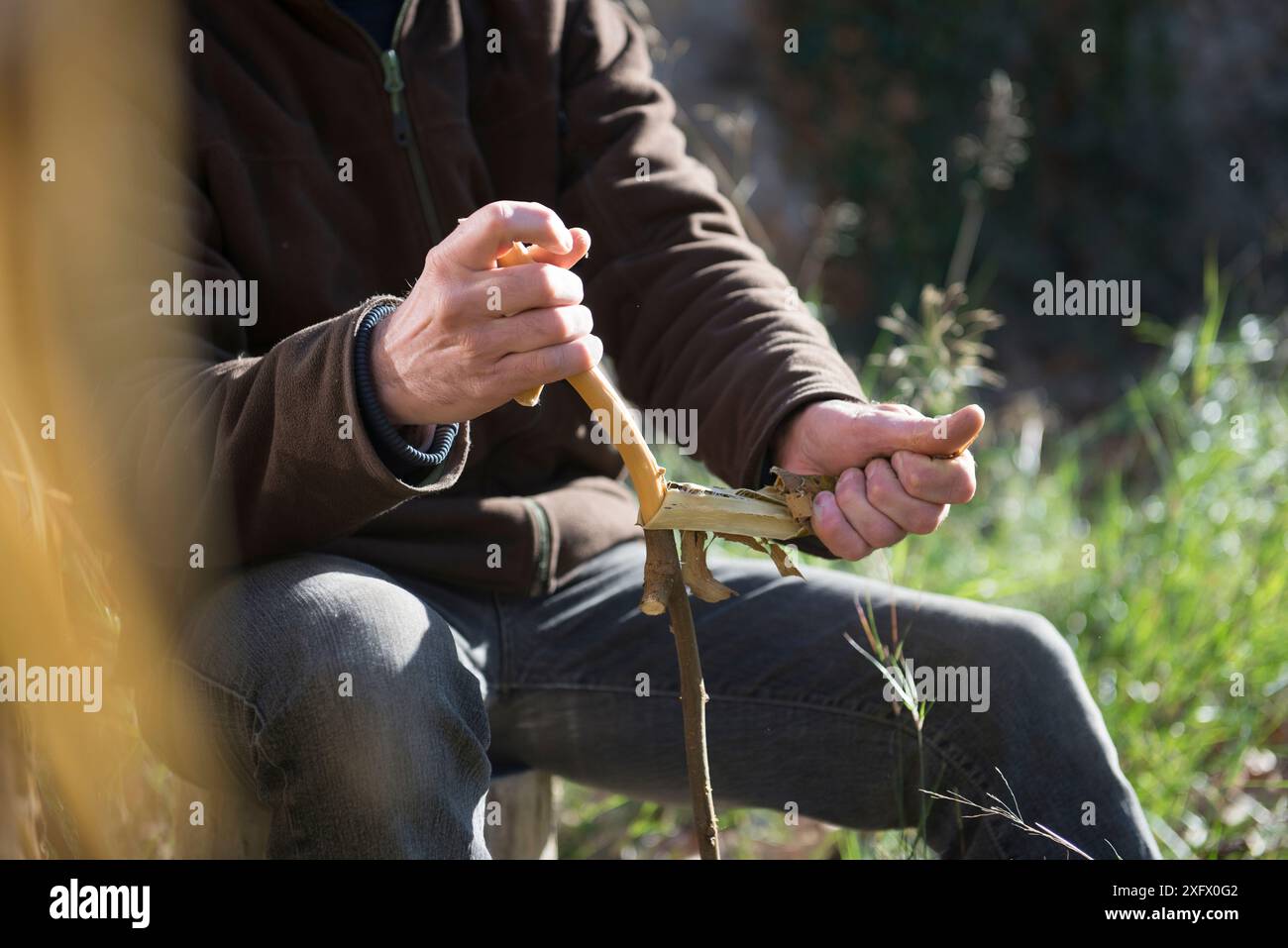 Man stripping bark from the branches of Paper mulberry (Broussonetia ...
