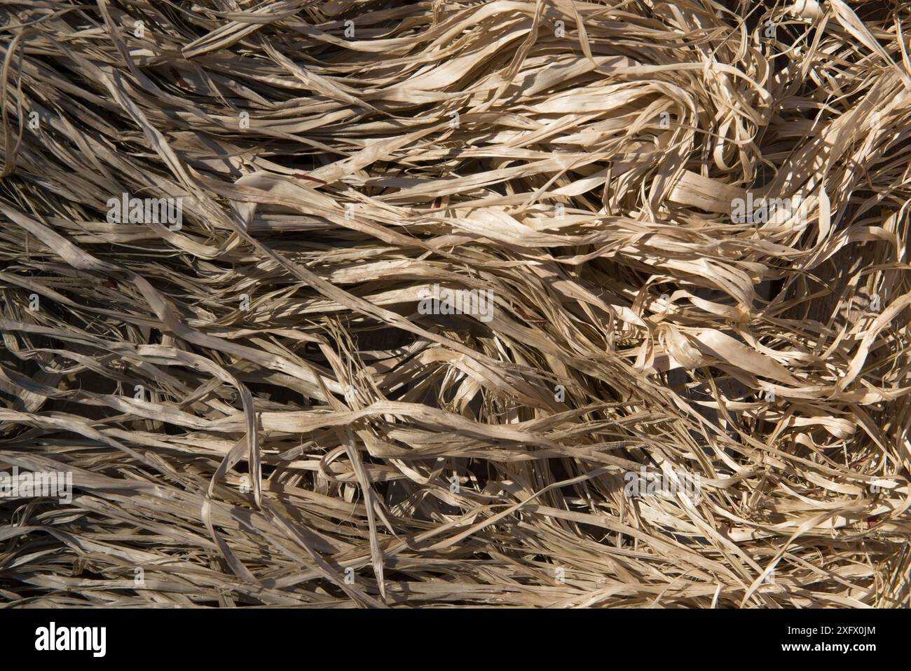 Fibres of Paper mulberry (Broussonetia papyrifera) used for making ...