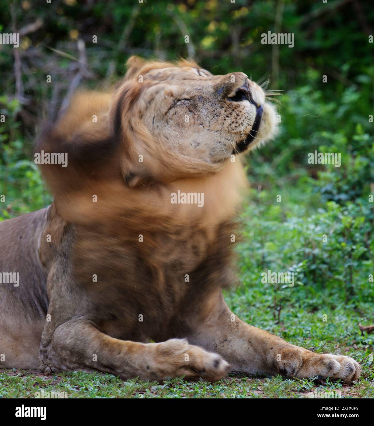 Lion (Panthera leo), male shaking mane. Mana Pools National Park ...
