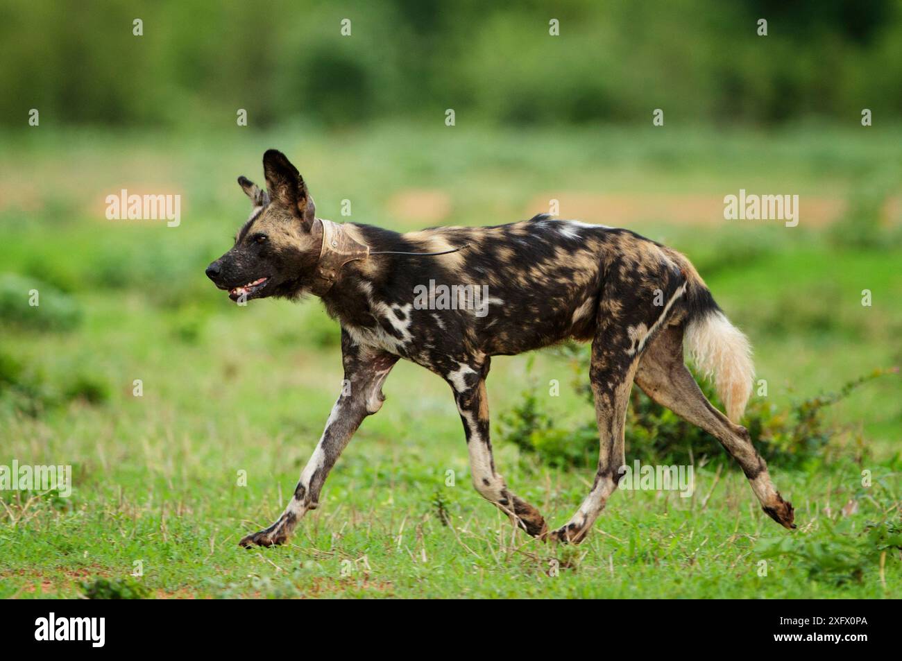 African wild dog (Lycaon pictus) walking through grassland with radio ...