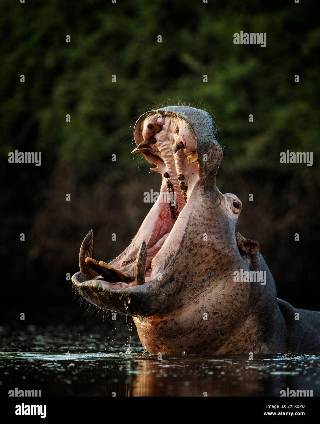 Hippopotamus (Hippopotamus amphibius) in pool with mouth open. Mana ...