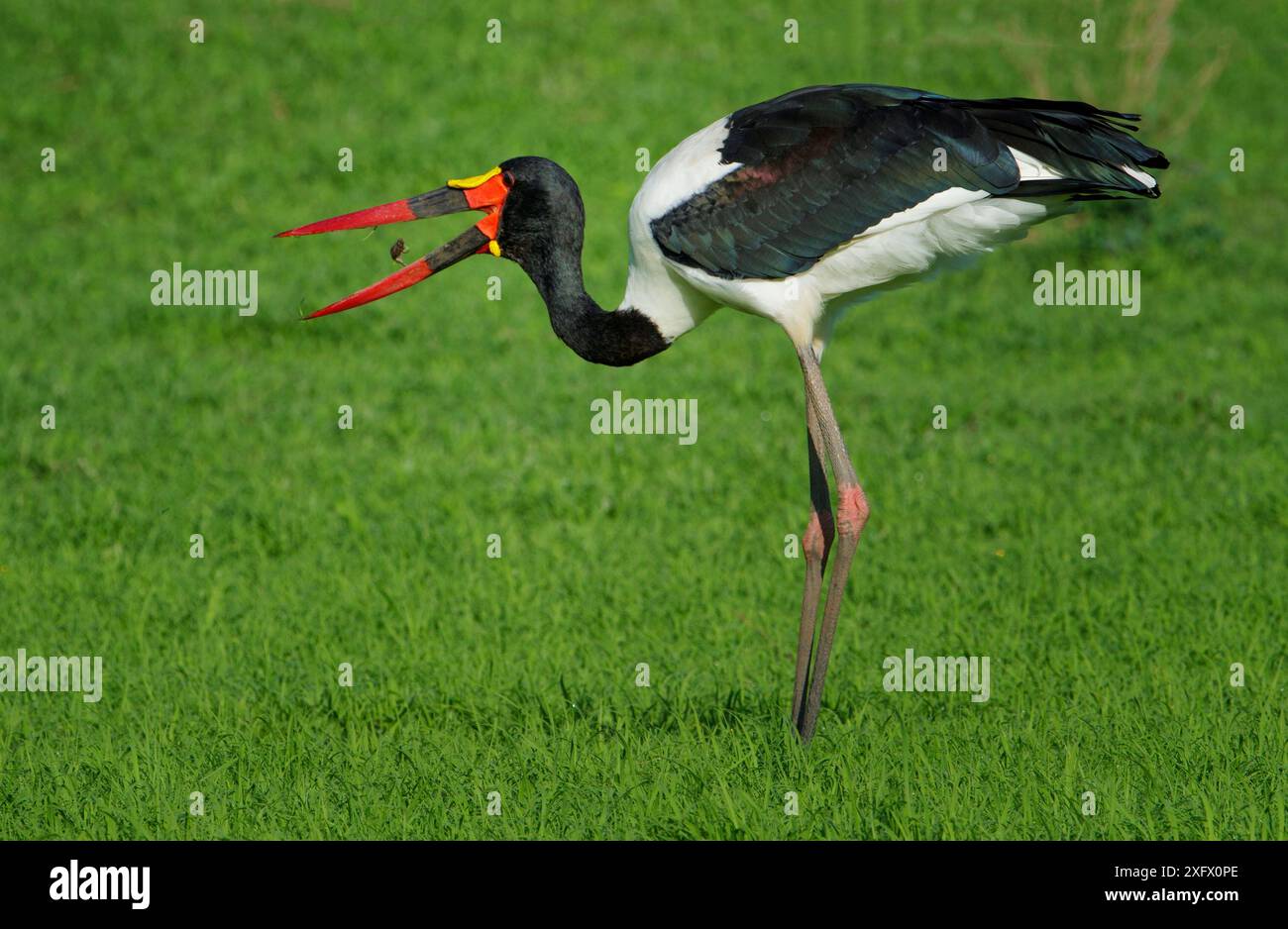 Saddle-billed stork (Ephippiorhhynchus senegalensis), male feeding on ...