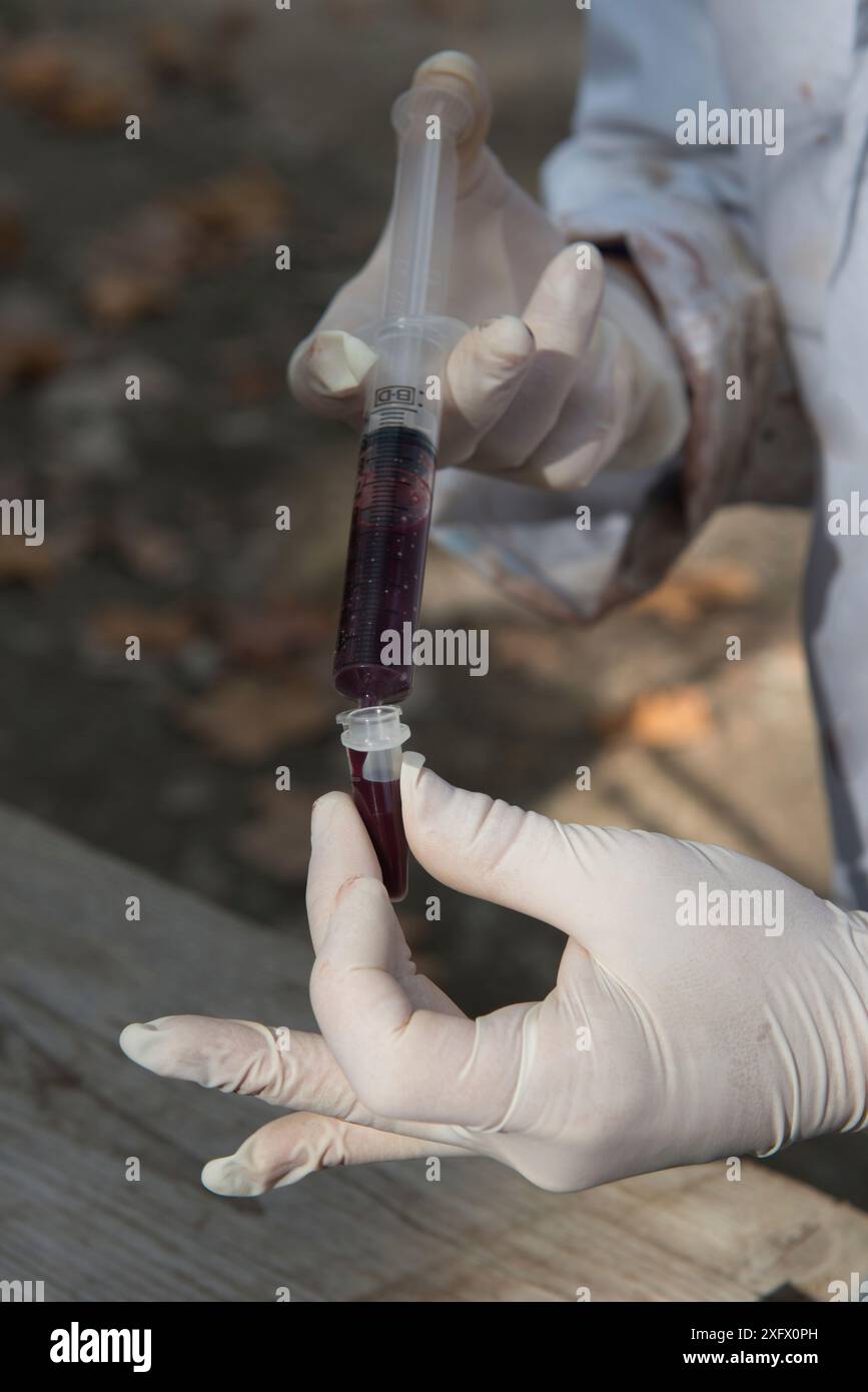 Scientist analysing Wild boar (Sus scrofa) blood analysis during ...