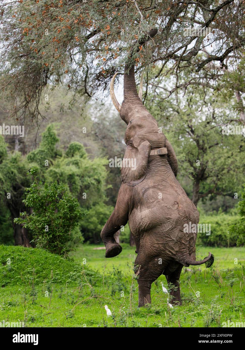 Elephant (Loxodonta africana), male standing on hind legs to reach ...