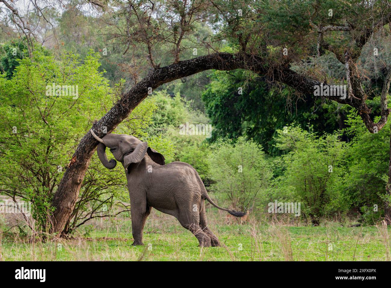 Elephant (Loxodonta africana) shaking tree for acacia pods with forest ...