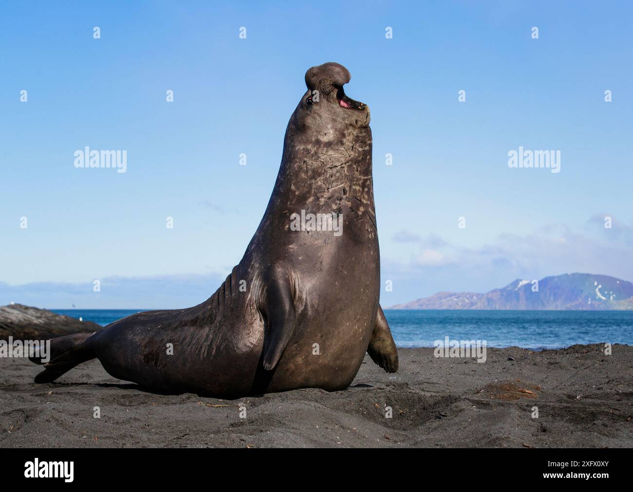 Southern elephant seal (Mirounga leonina), male rearing up in ...