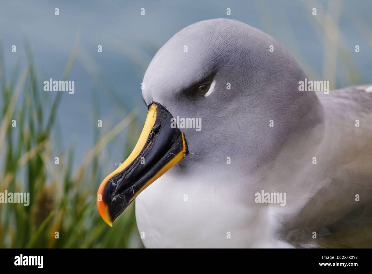 Grey-headed albatross (Thalassarche chrysostoma) portrait. Elsehul ...