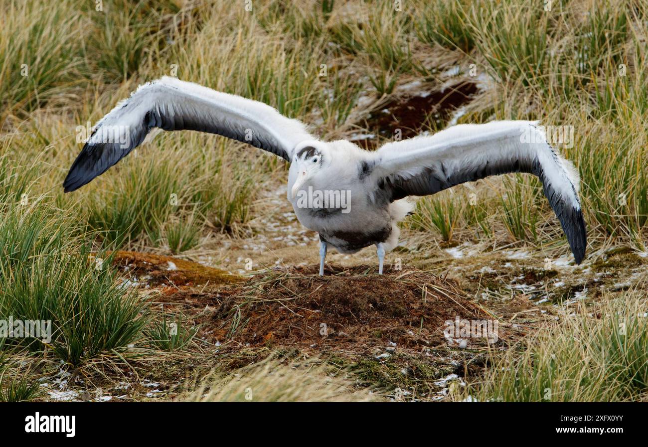 Wandering albatross (Diomedea exulans), chick exercising wings on nest ...