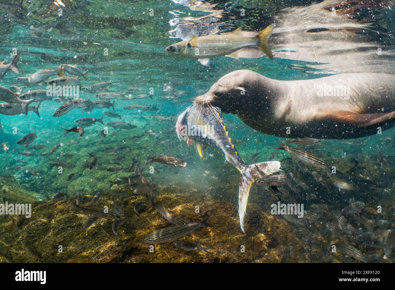 Galapagos sea lion (Zalophus wollebaeki) hunting tuna. A group of the ...