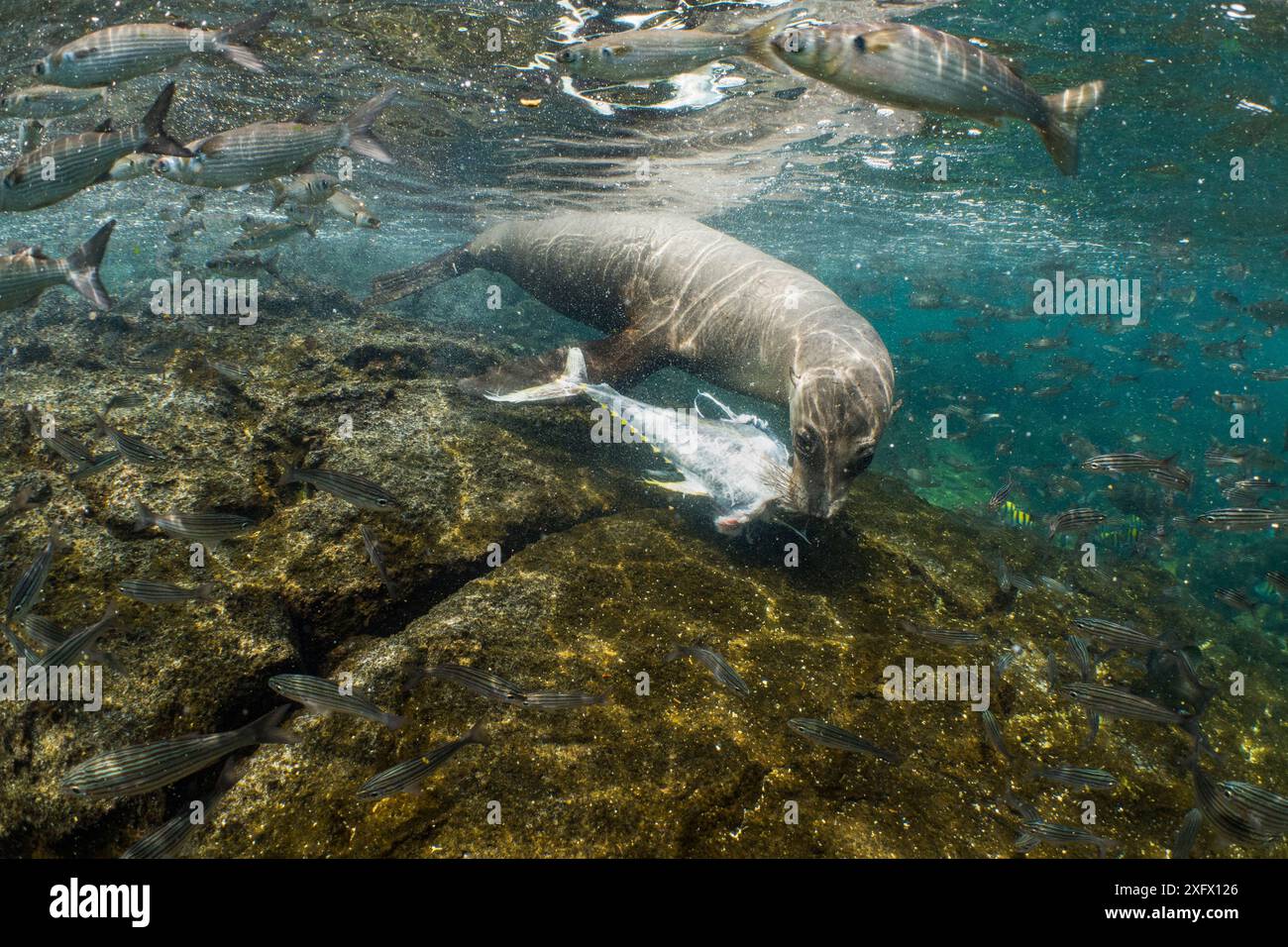 Galapagos sea lion (Zalophus wollebaeki) hunting tuna. A group of the ...