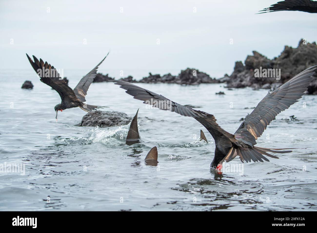 Fregatidae eating hi-res stock photography and images - Alamy