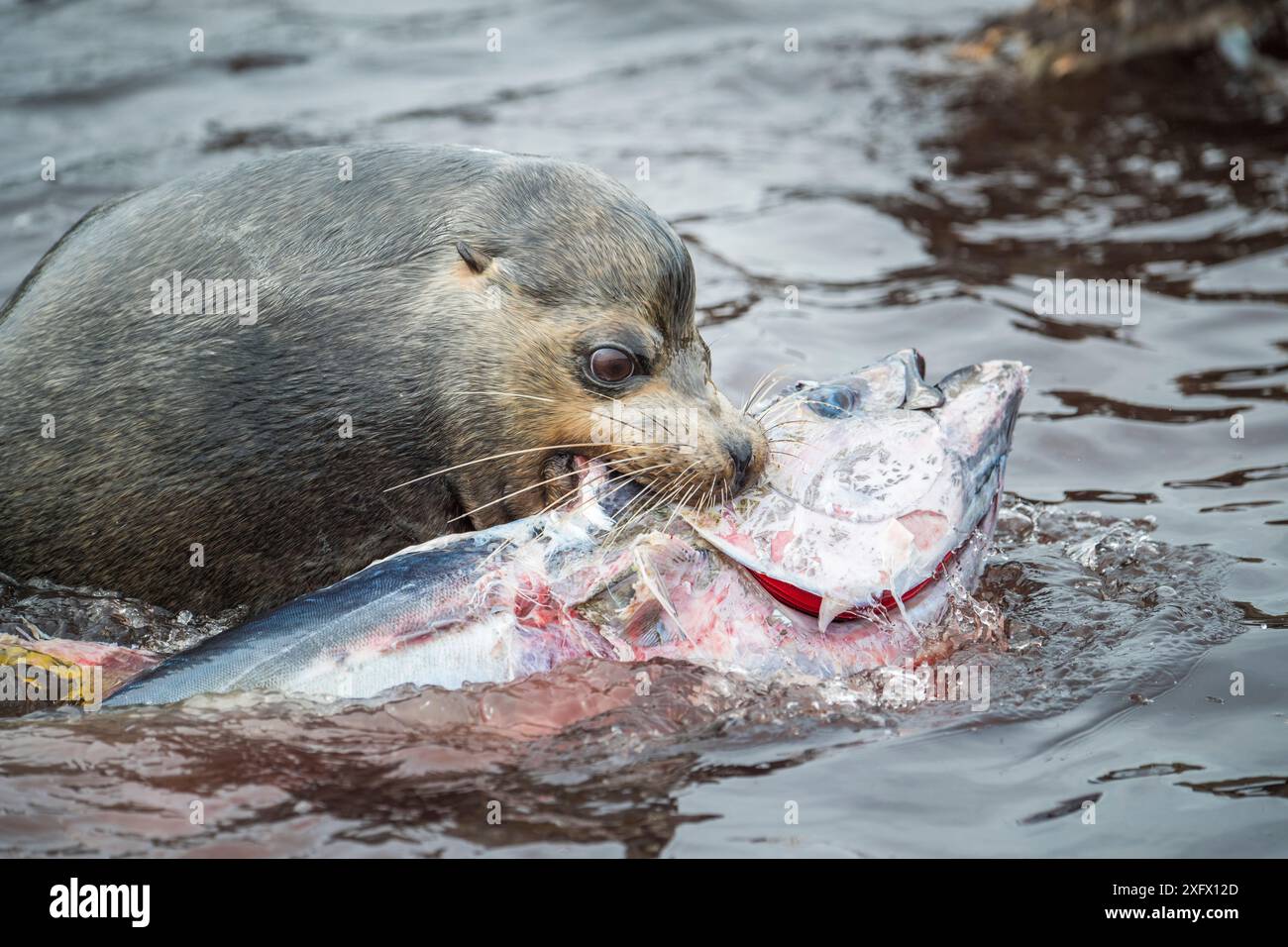 Galapagos sea lion (Zalophus wollebaeki) hunting tuna. A group of the ...