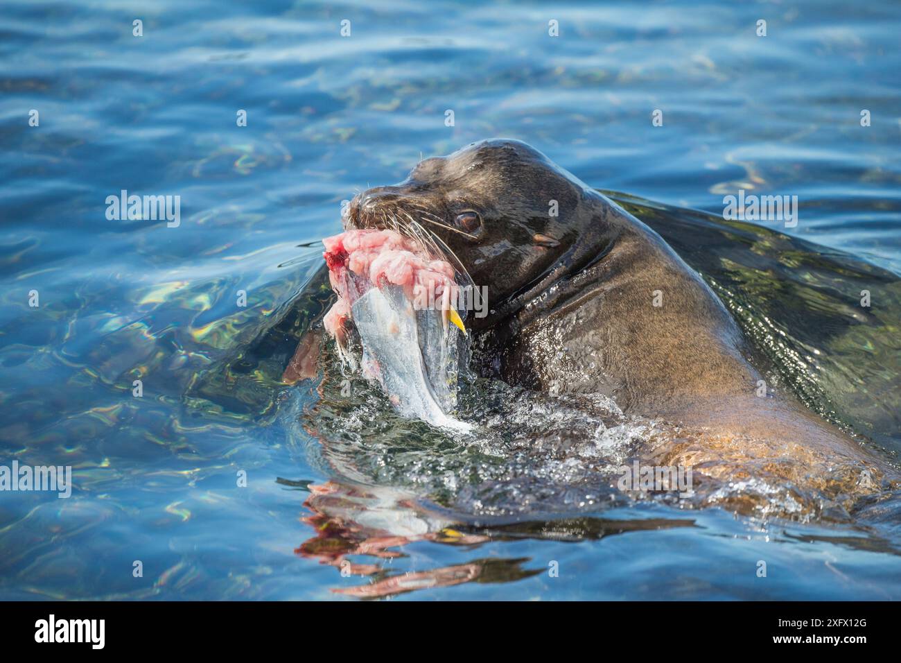 Galapagos sea lion (Zalophus wollebaeki) hunting tuna. A group of the ...