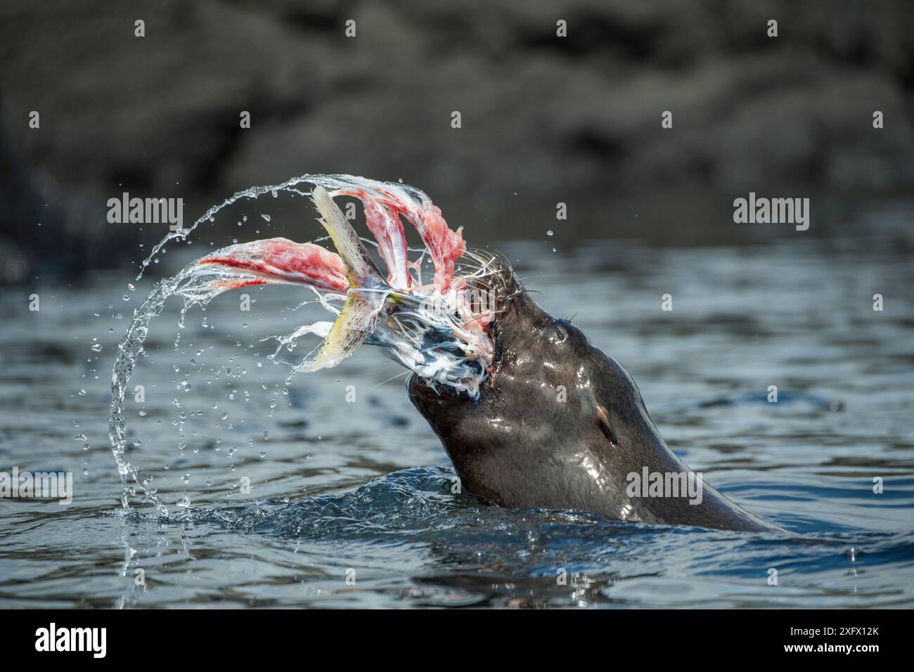 Galapagos sea lion (Zalophus wollebaeki) hunting tuna. A group of the ...