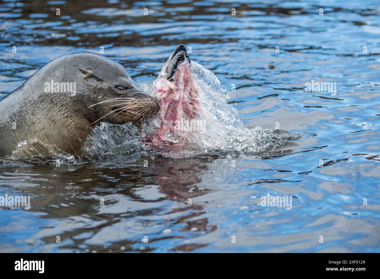 Galapagos sea lion (Zalophus wollebaeki) hunting tuna. A group of the ...