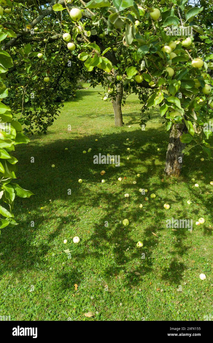 Apple Trees in Orchard with Fallen Fruit Stock Photo - Alamy