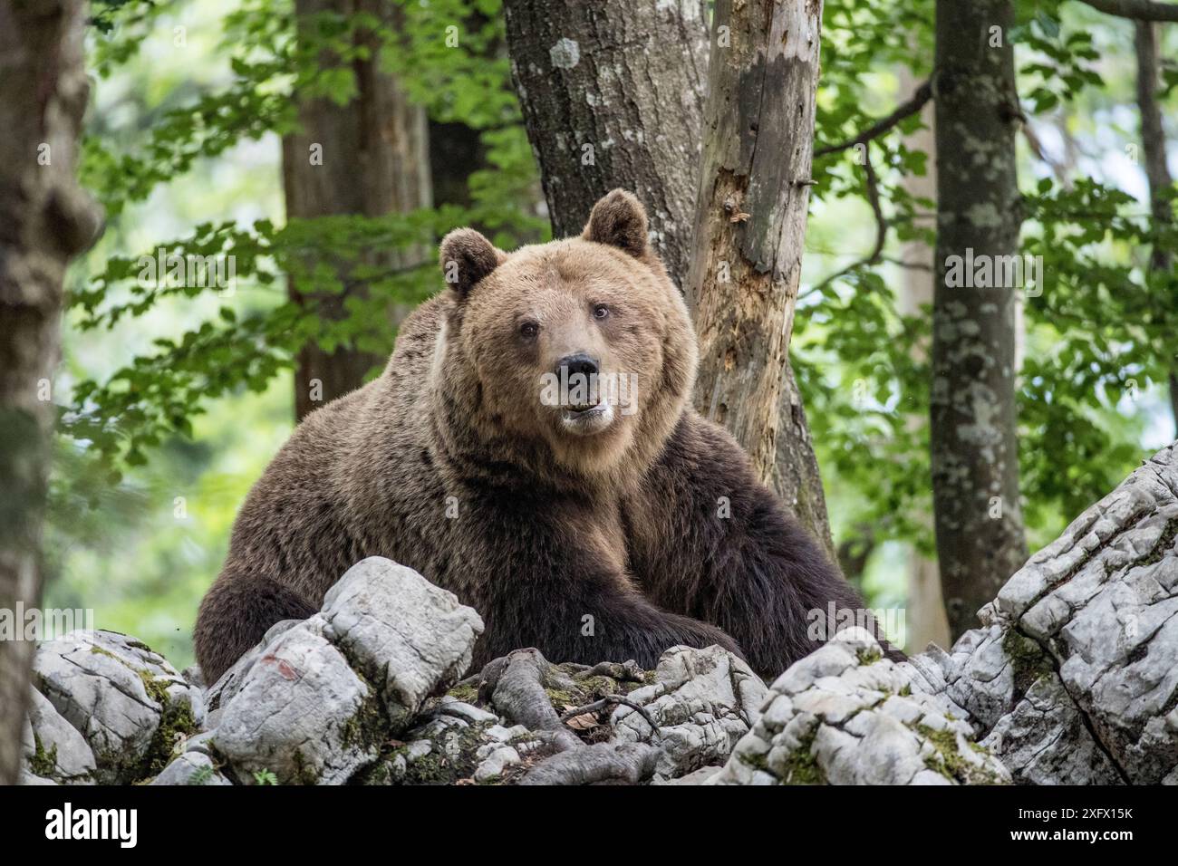 European brown bear (Ursus arctos), alpha male in the Karst forest ...