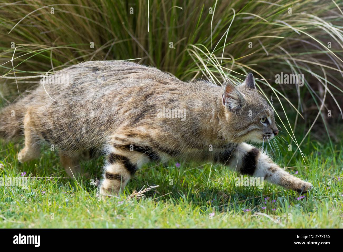 Leopardus pajeros hi-res stock photography and images - Alamy