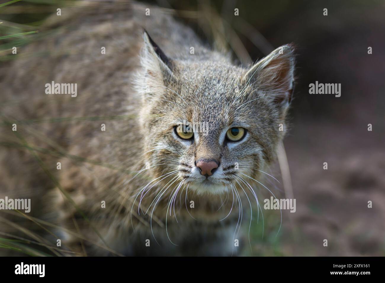 Pampas cat (Leopardus colocola) La Pampa Province, Argentina Stock ...
