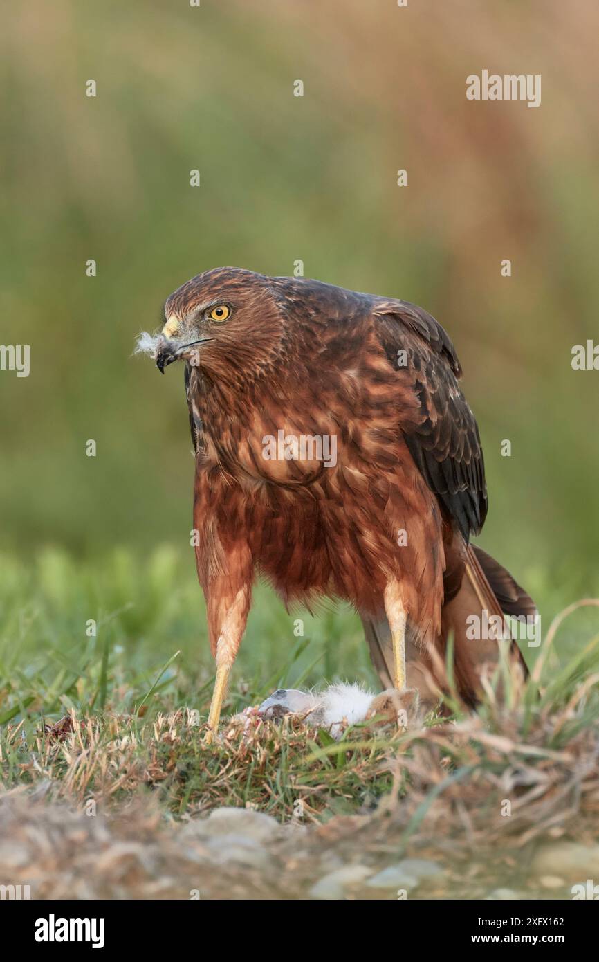 Swamp rabbit hi-res stock photography and images - Alamy