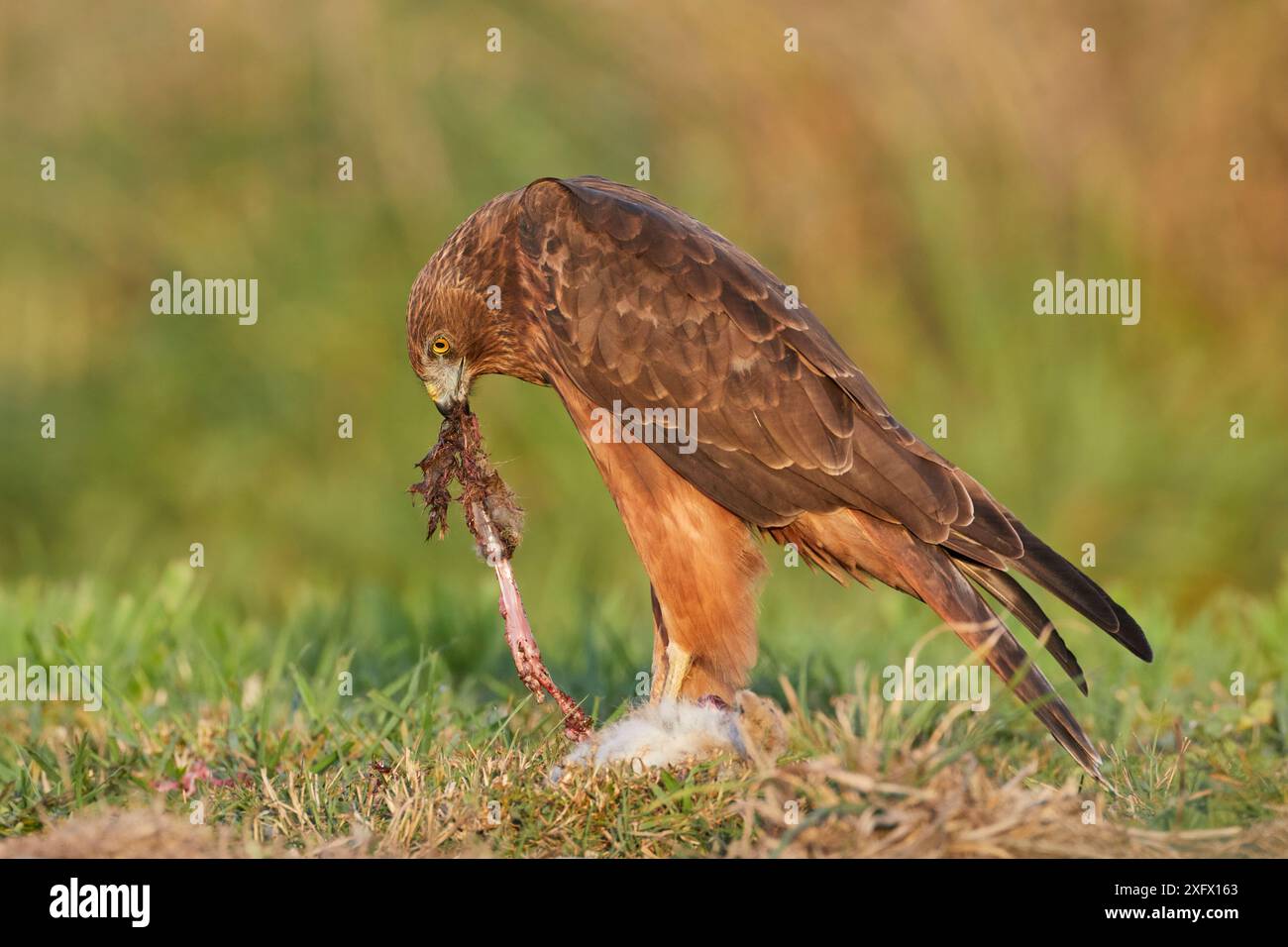 Swamp rabbit hi-res stock photography and images - Alamy