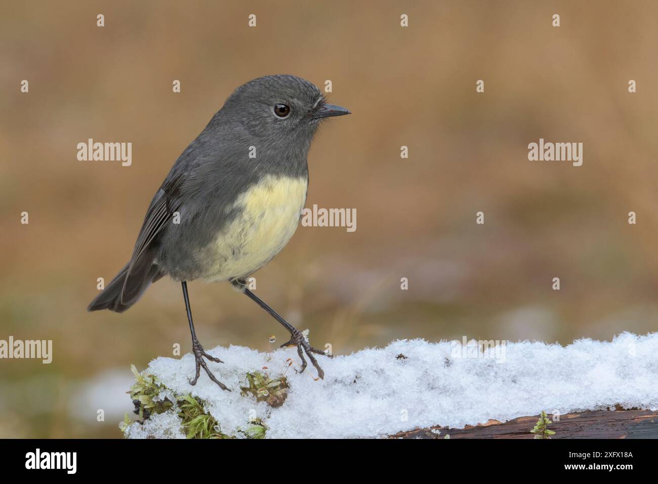 South Island robin (Petroica australis australis) perched on snow ...
